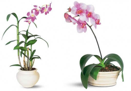 Orchid flower plants - RAJ NURSERY GARDEN