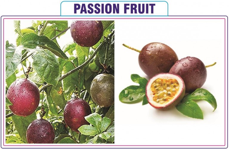 Rare Fruits - RAJ NURSERY GARDEN